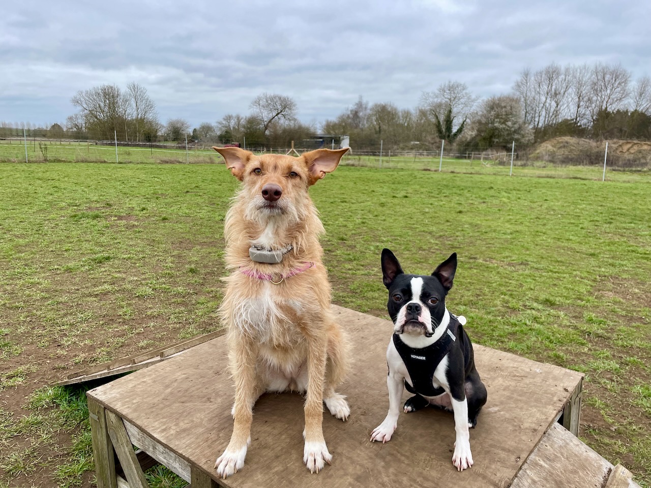 Dog Field Review: Paws Paddock in Wallingford