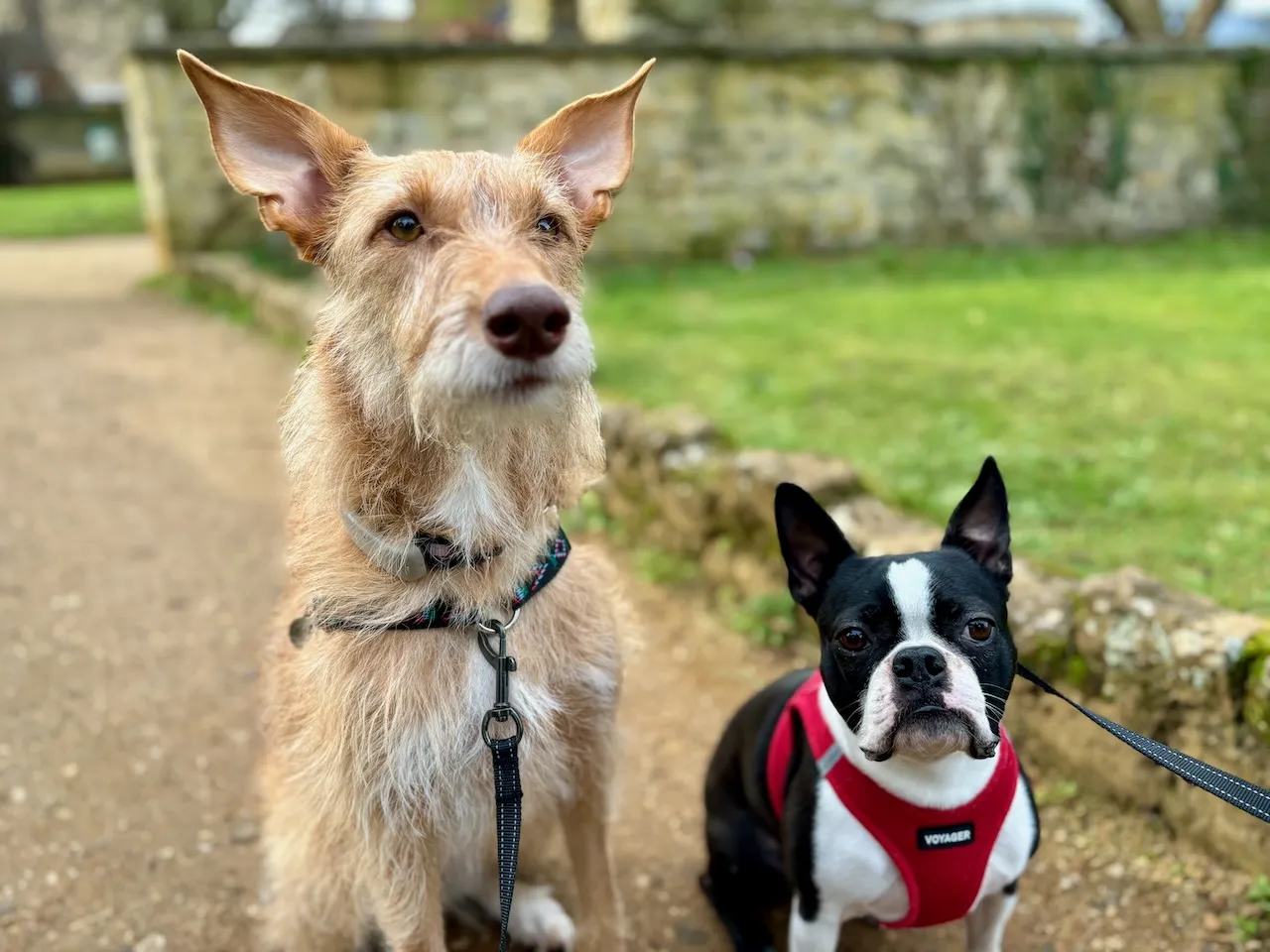 An excellent Dog Walk in Abingdon Abbey Gardens and River Thames